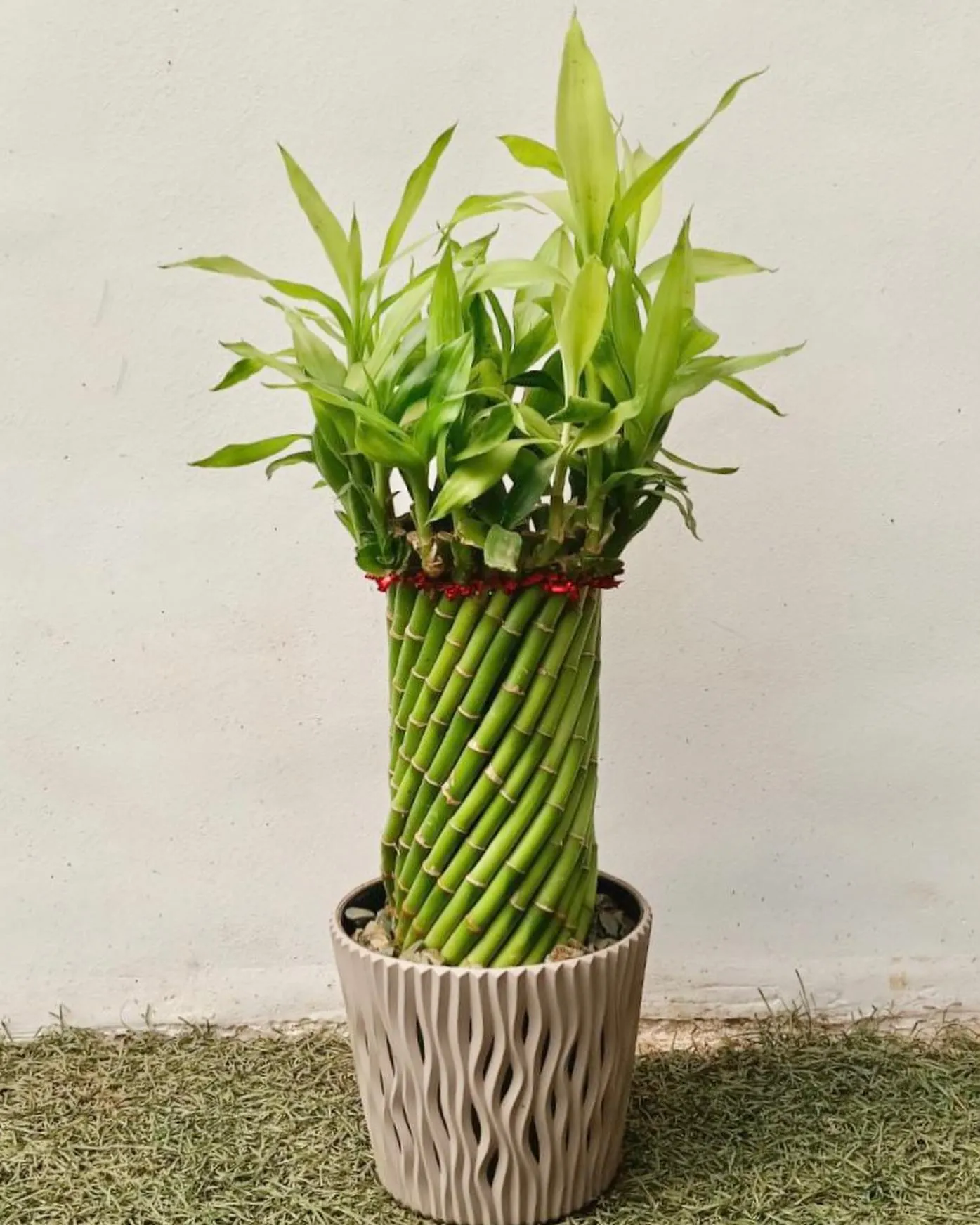 Caring for Your Ribbon Plant: Tips & Tricks