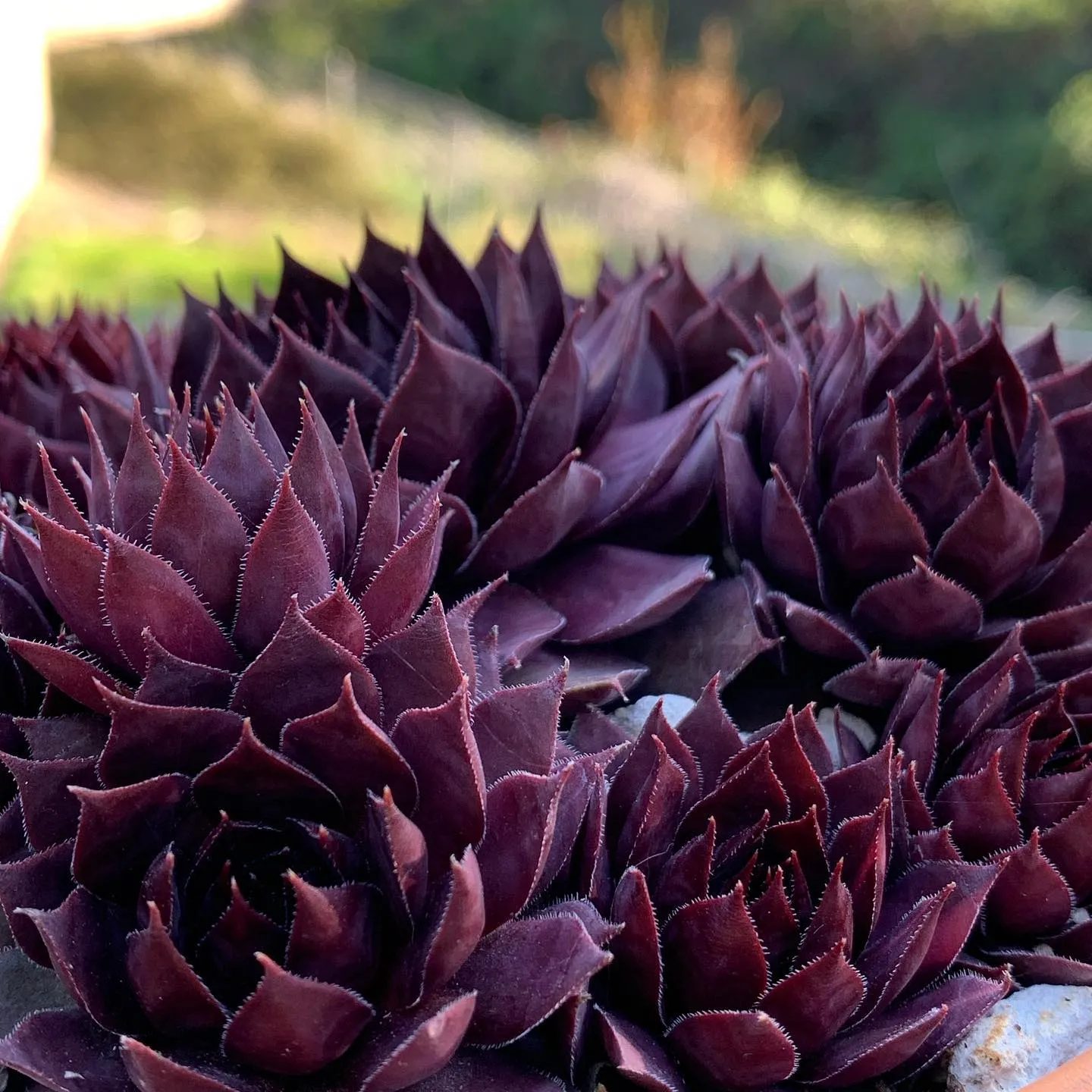 Sempervivum Care Guide: Thriving Succulents