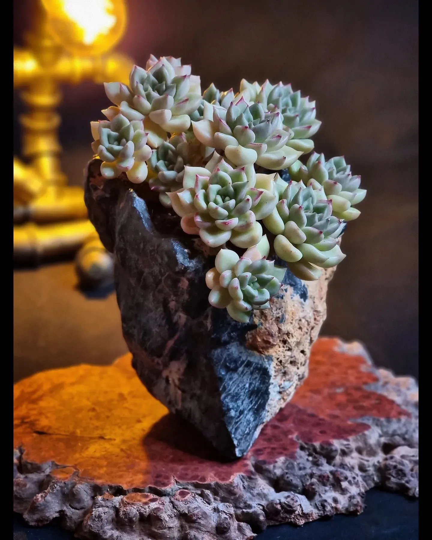How to Grow Stonecrops: Colorful Succulents for Your Garden