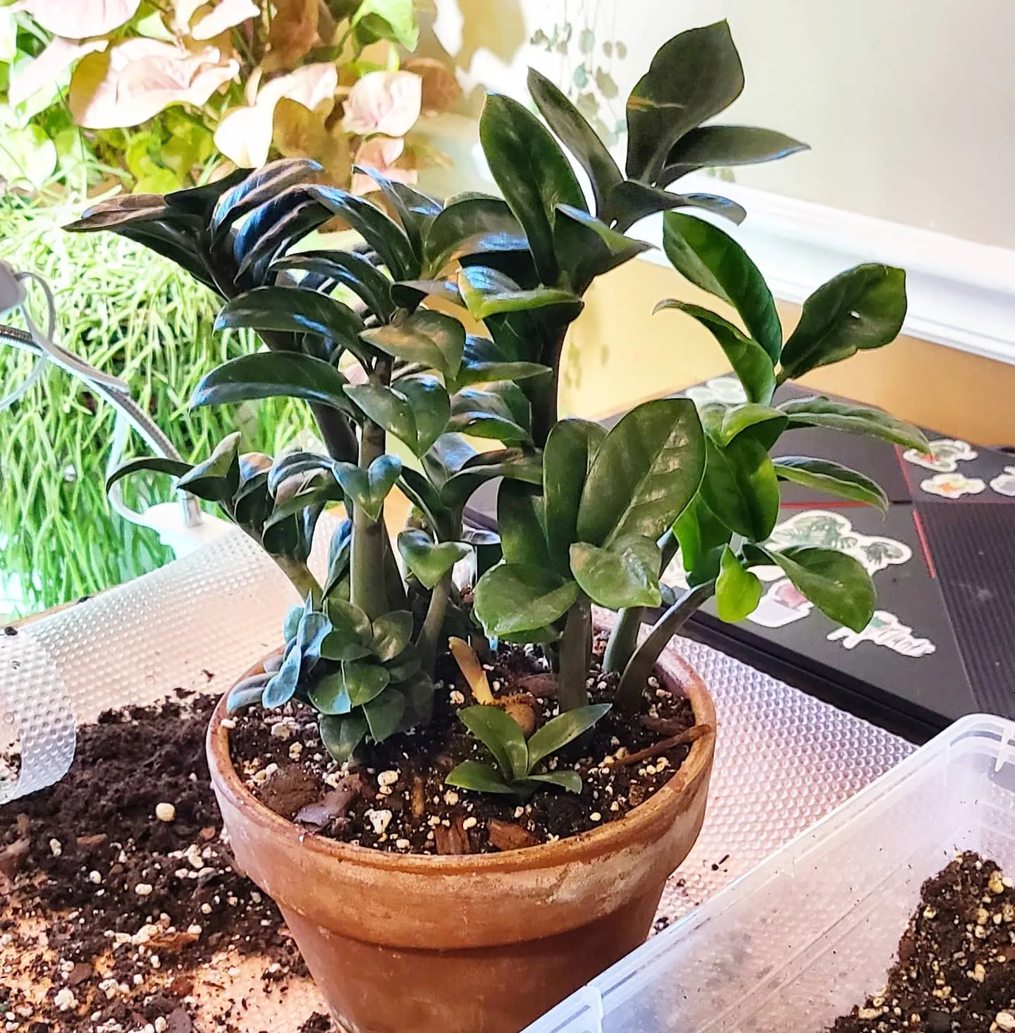 Zenzi ZZ Plant Home Care: Detailed Growth Strategies