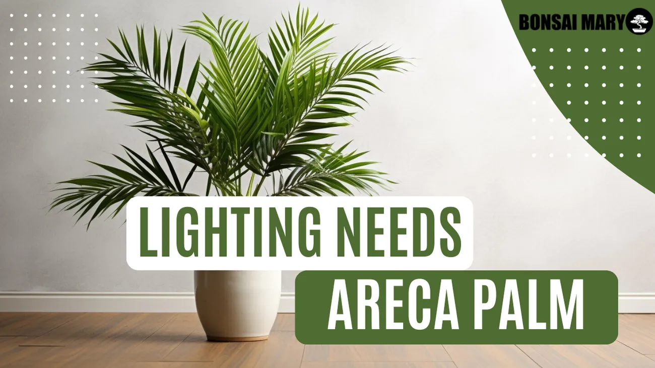 Areca Palm Lighting Needs: Best Practices Guide