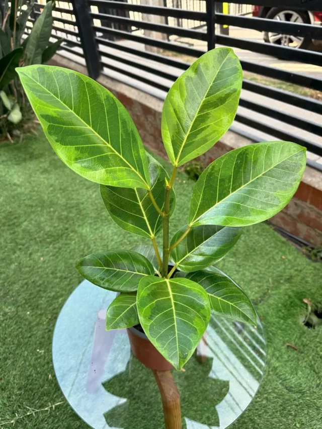 Water Ficus Right: Thrive or Dive?