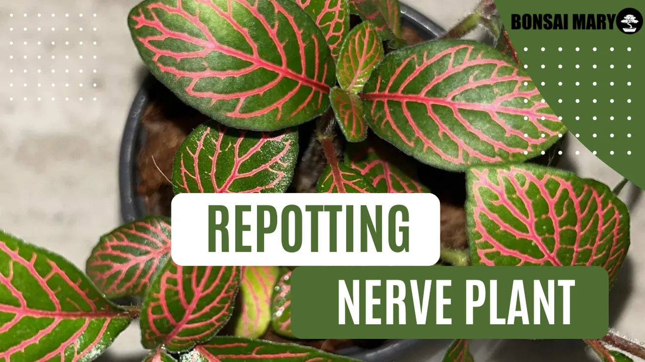Nerve Plant Repotting Guide for Healthy Growth