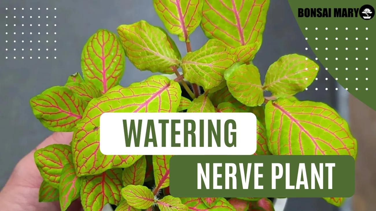 Nerve Plant Watering Guide: Tips for Healthy Growth