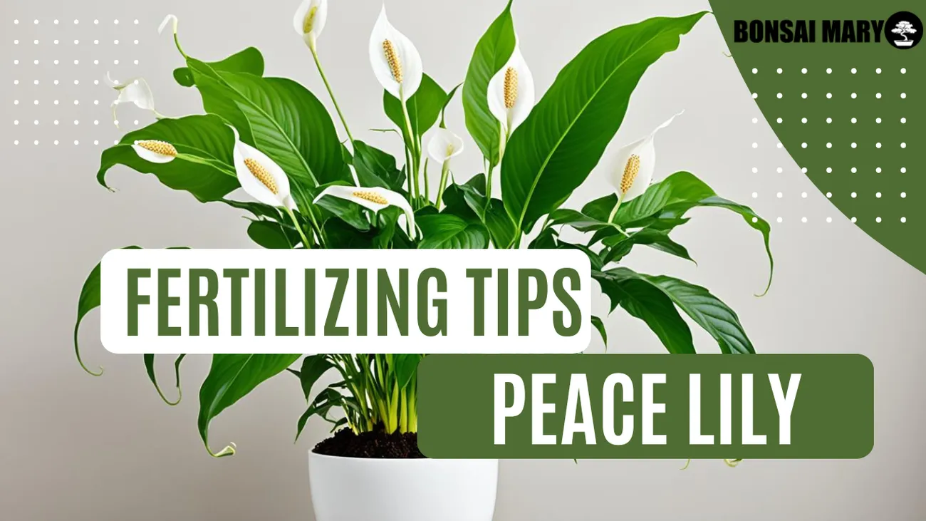 Peace Lily Fertilizing Tips for Healthy Growth