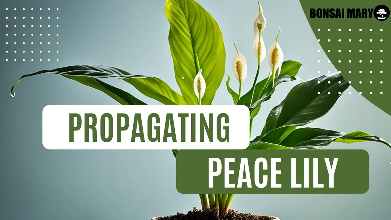 Peace Lily Propagation Methods: Easy Guide Peace Lily Propagation Methods: Easy Guide