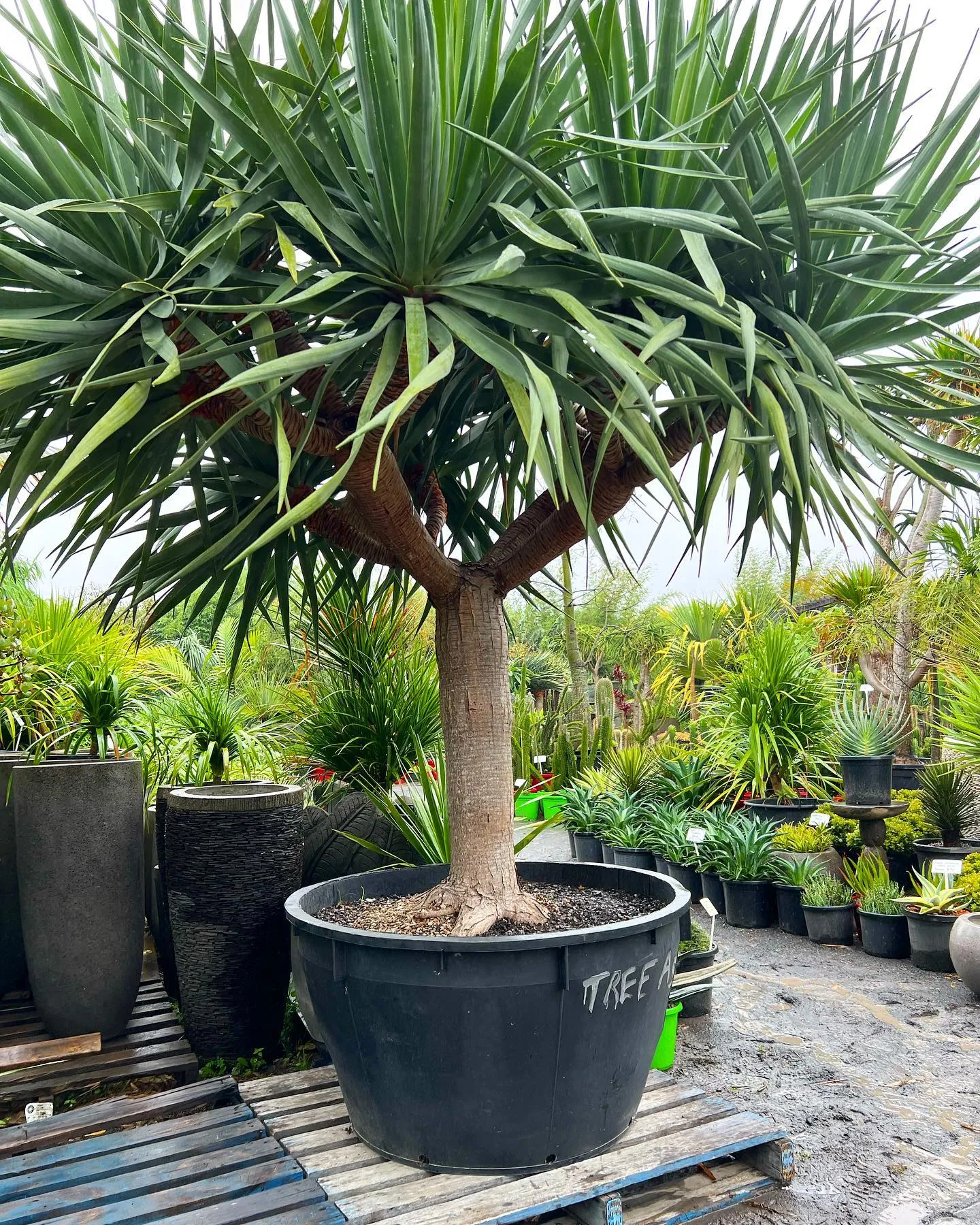 Indoor Oasis: Caring for Your Dragon Tree
