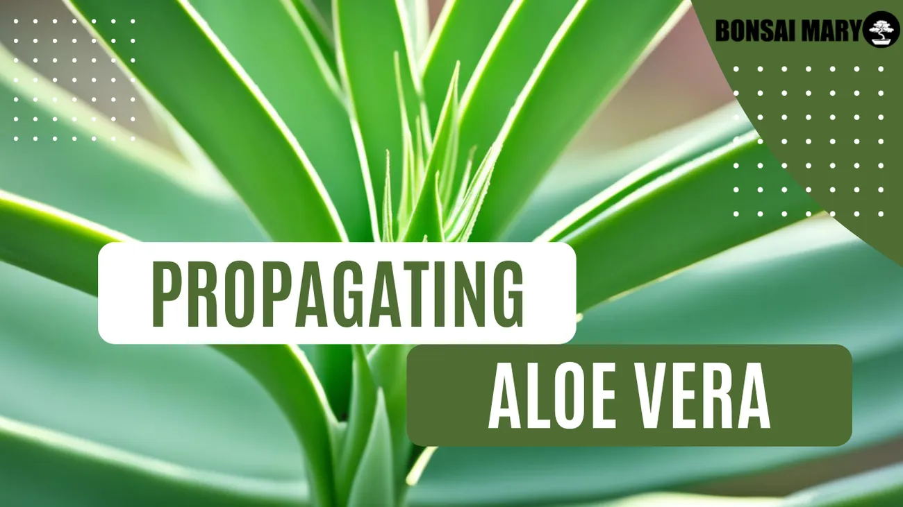 Aloe Vera Propagation Methods: Easy Tips & Tricks