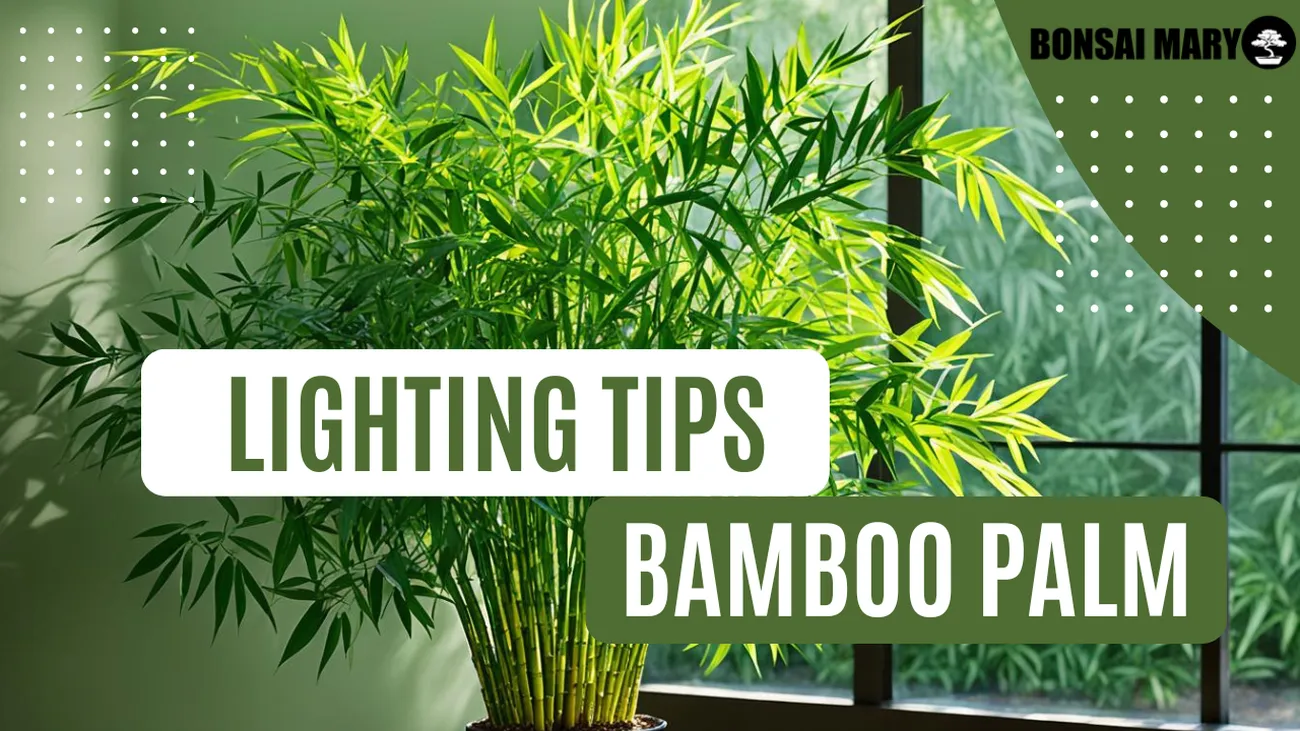 Bamboo Palm Lighting Needs: Tips for Healthy Growth