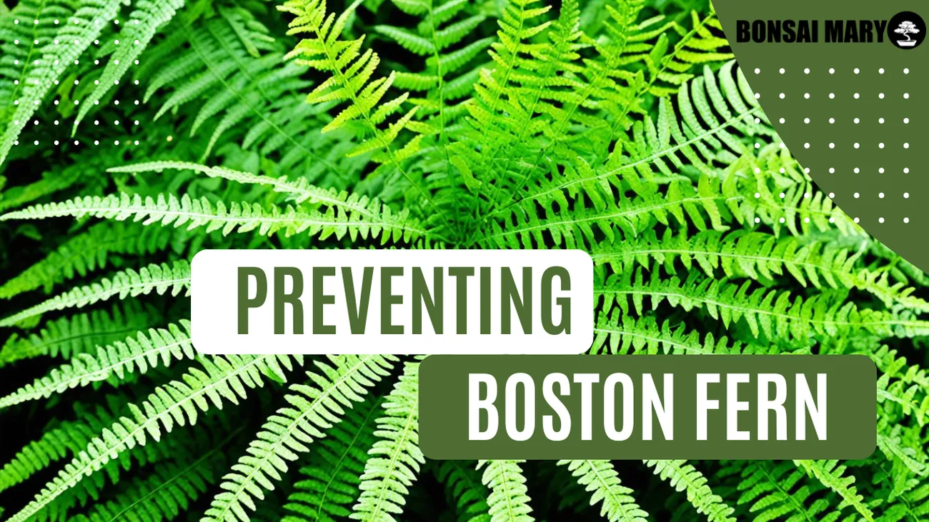 Boston Fern Pests and Diseases: Prevention Tips