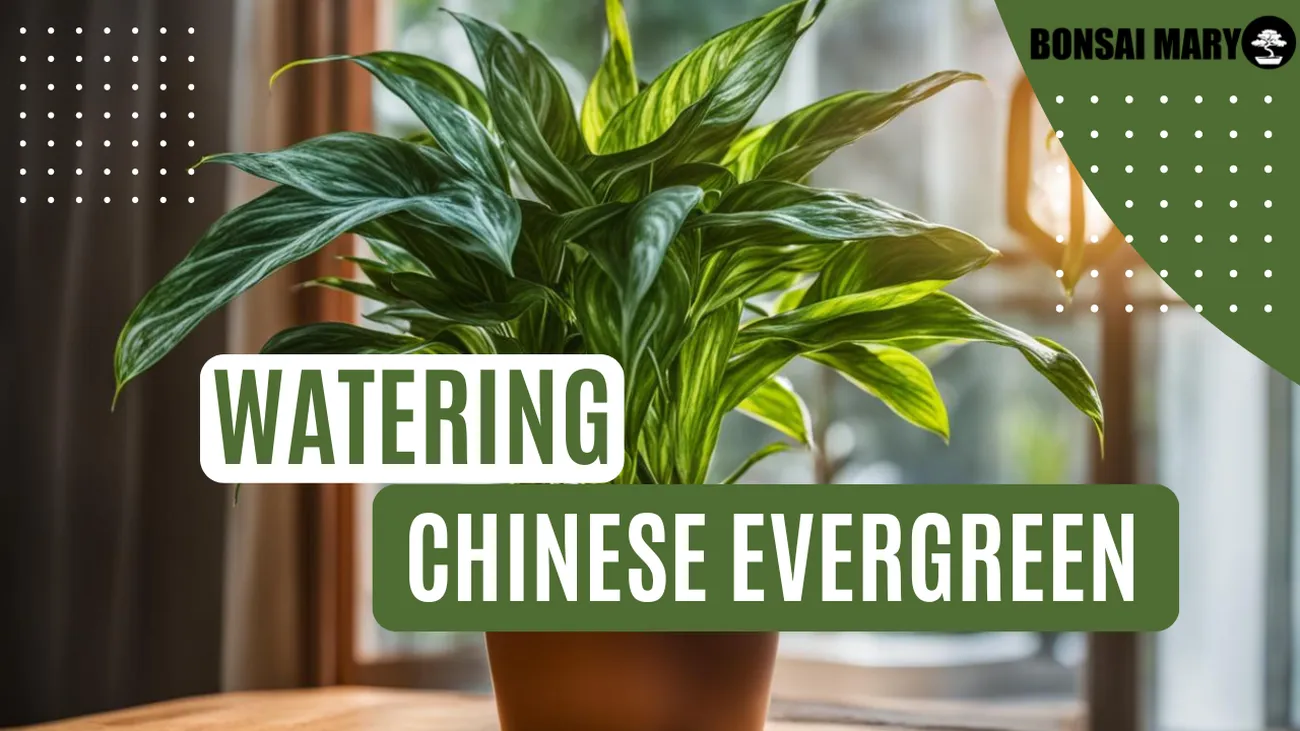 Chinese Evergreen Watering: Best Tips & Frequency