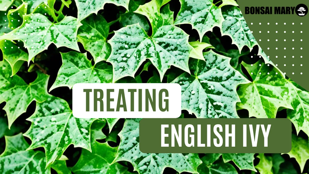 English Ivy Pests and Diseases - Effectively Treating this Houseplant