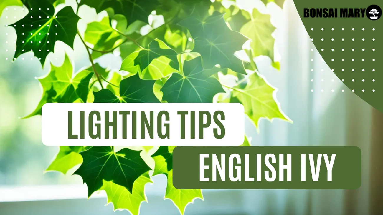 English Ivy Lighting - Expert Guide to Grow This Beautiful Houseplant