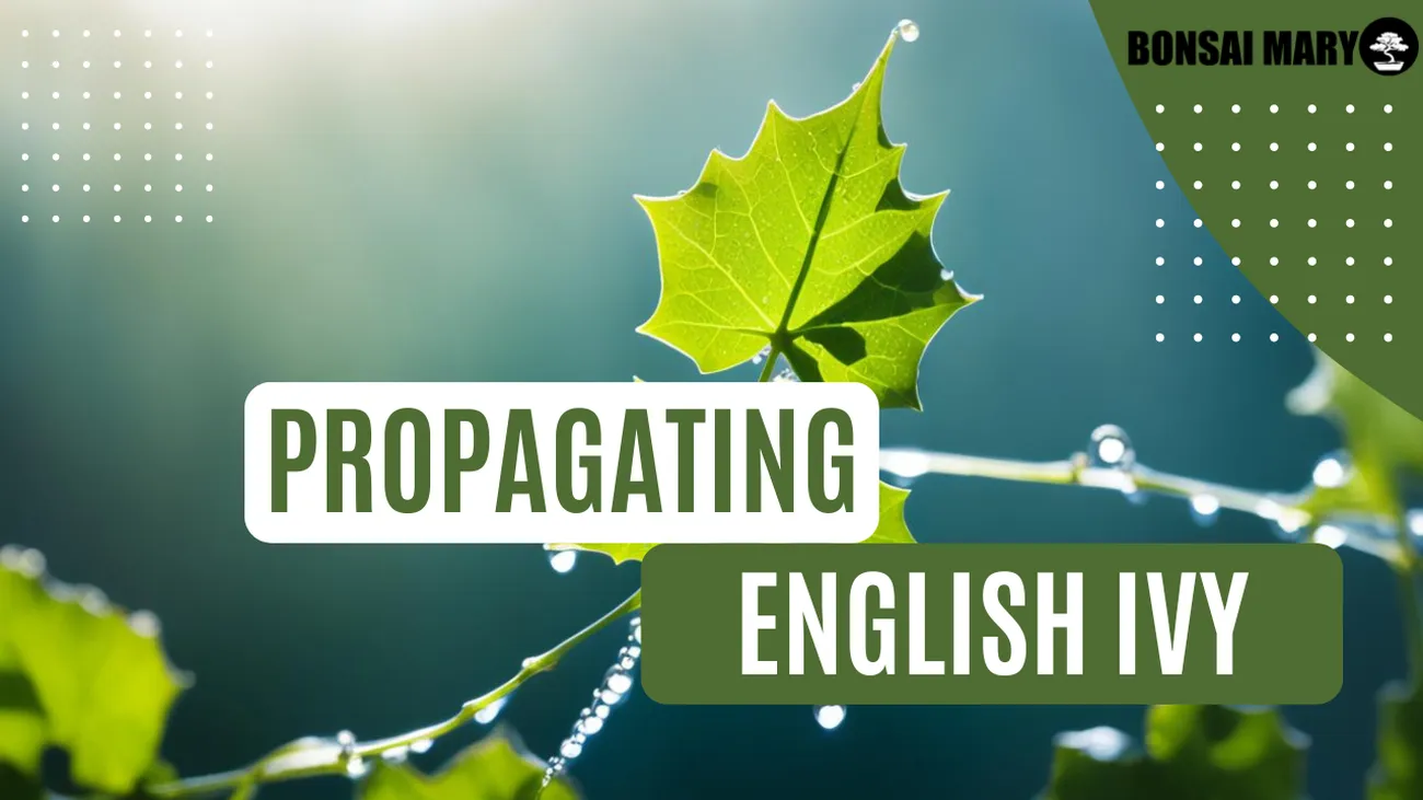 English Ivy Propagation: Easy Steps to Grow More