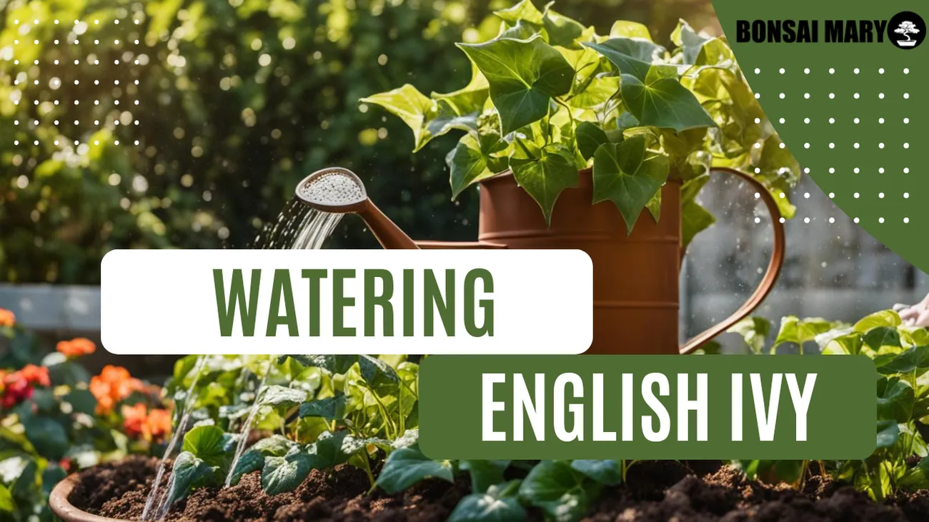 English Ivy Watering Guide & Expert Tips