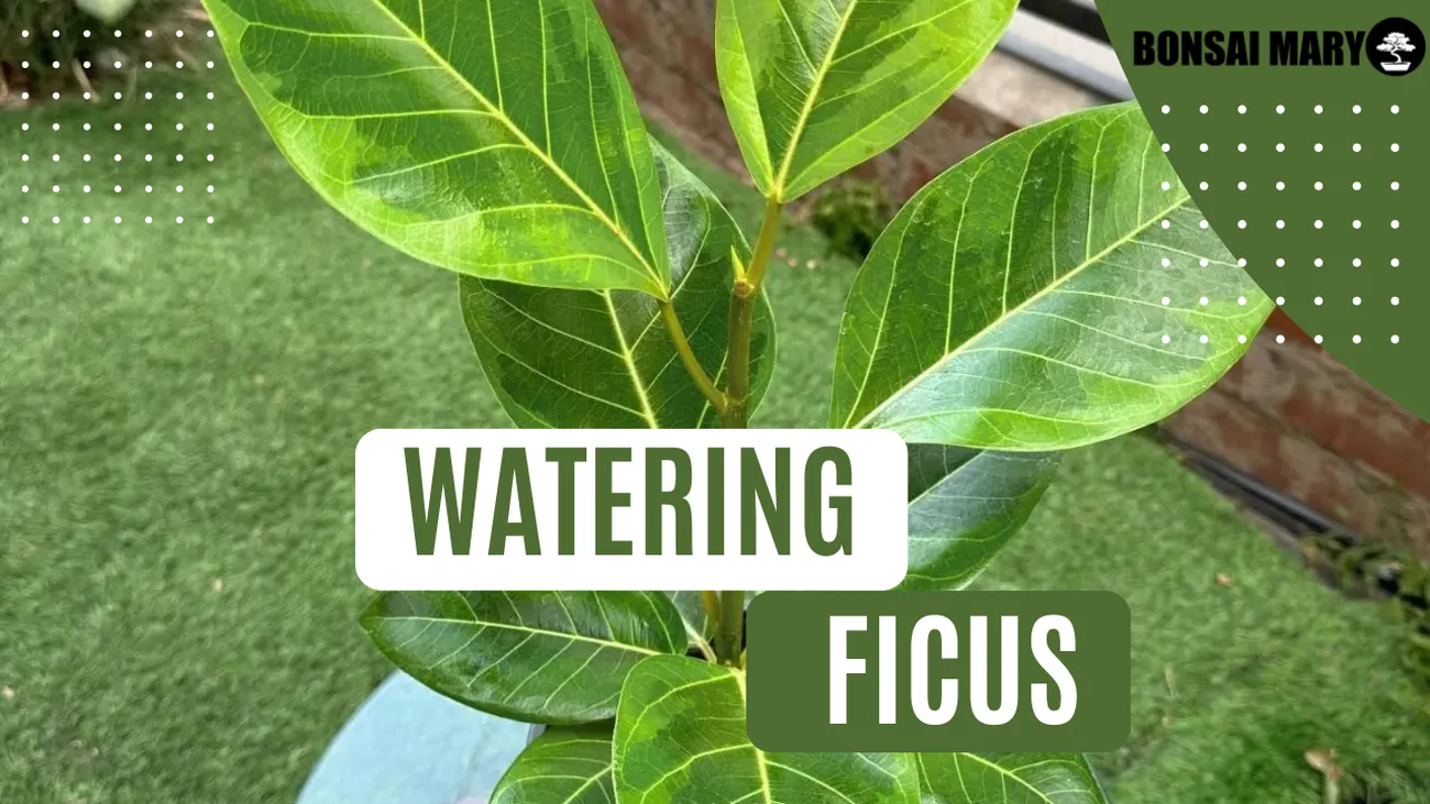 Ficus Watering Guide: Tips for Healthy Plants