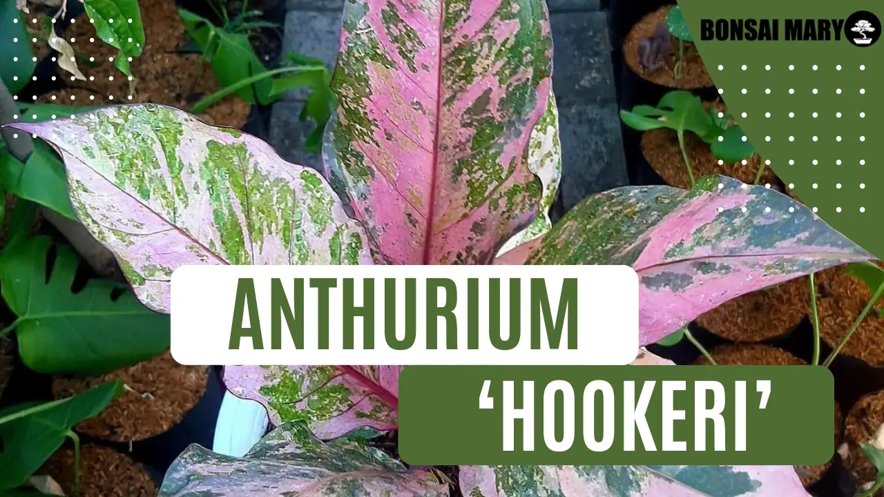 Anthurium Hookeri Cultivation Guide: Proven Strategies