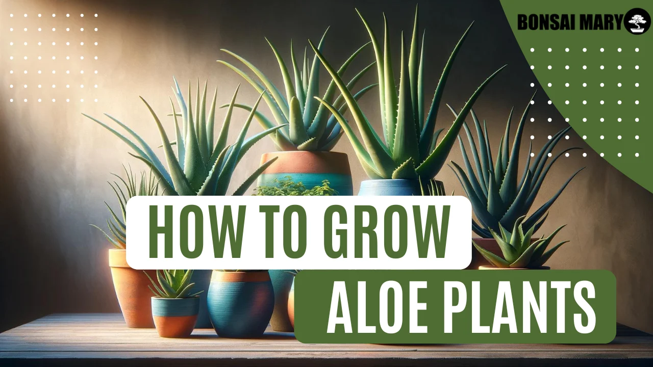 How to Grow Aloe Plant: Nature's Healer on Your Shelf