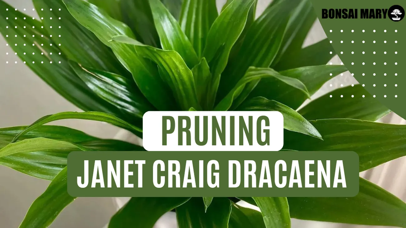 Janet Craig Dracaena Pruning Tips & Techniques