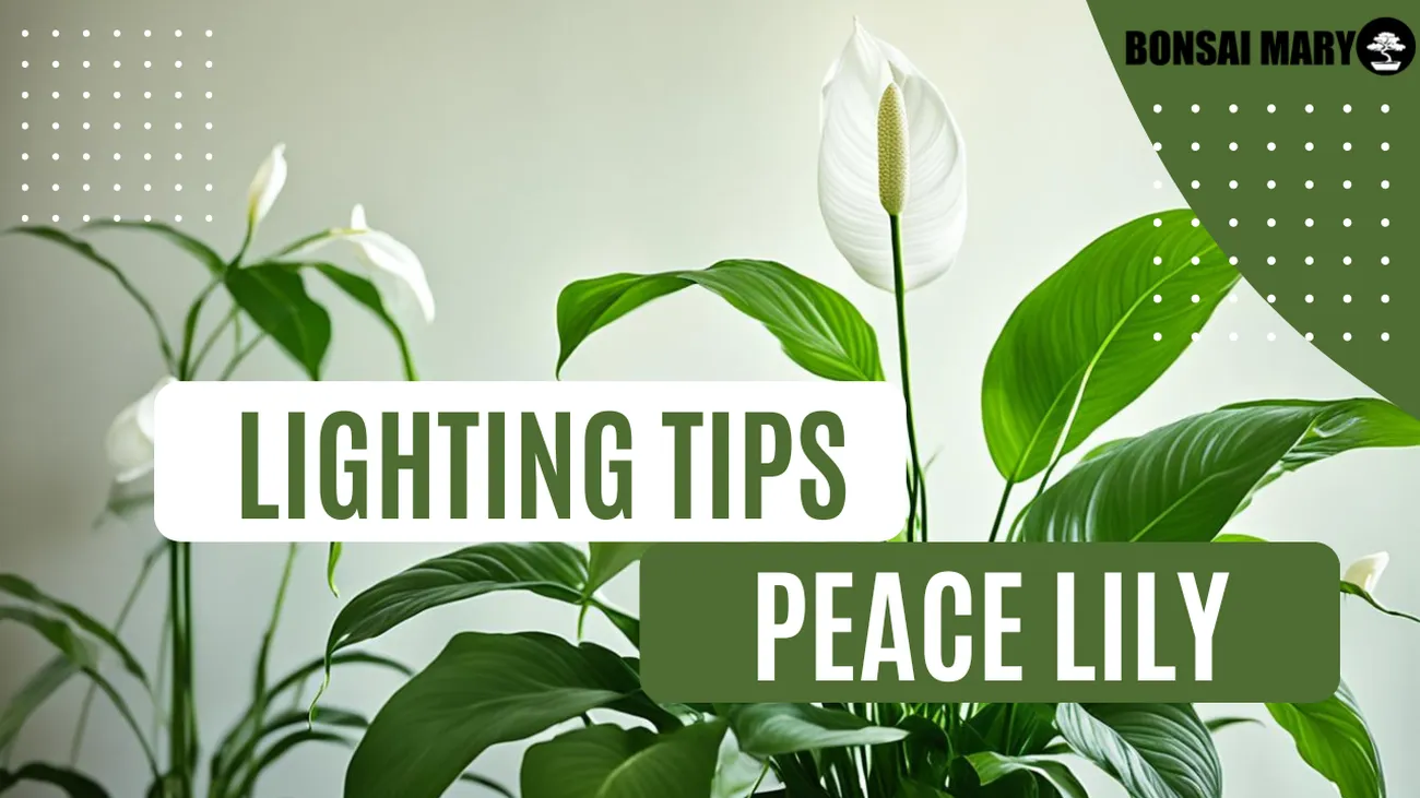 Peace Lily Lighting Tips for Healthy Growth