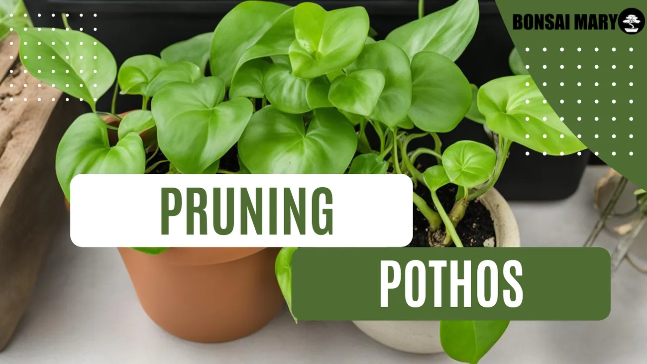 Master Pothos Pruning & Trimming Techniques